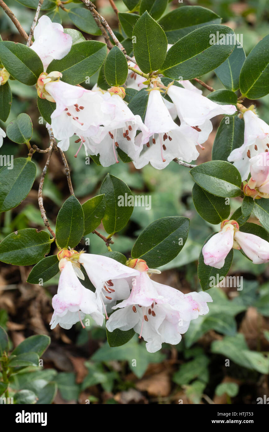 Form flowers hi-res stock photography and images - Alamy