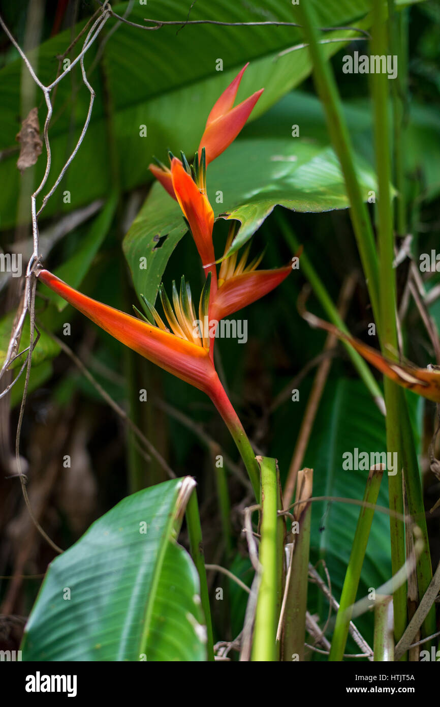 Caribbean foliage flowers forest hi-res stock photography and images ...
