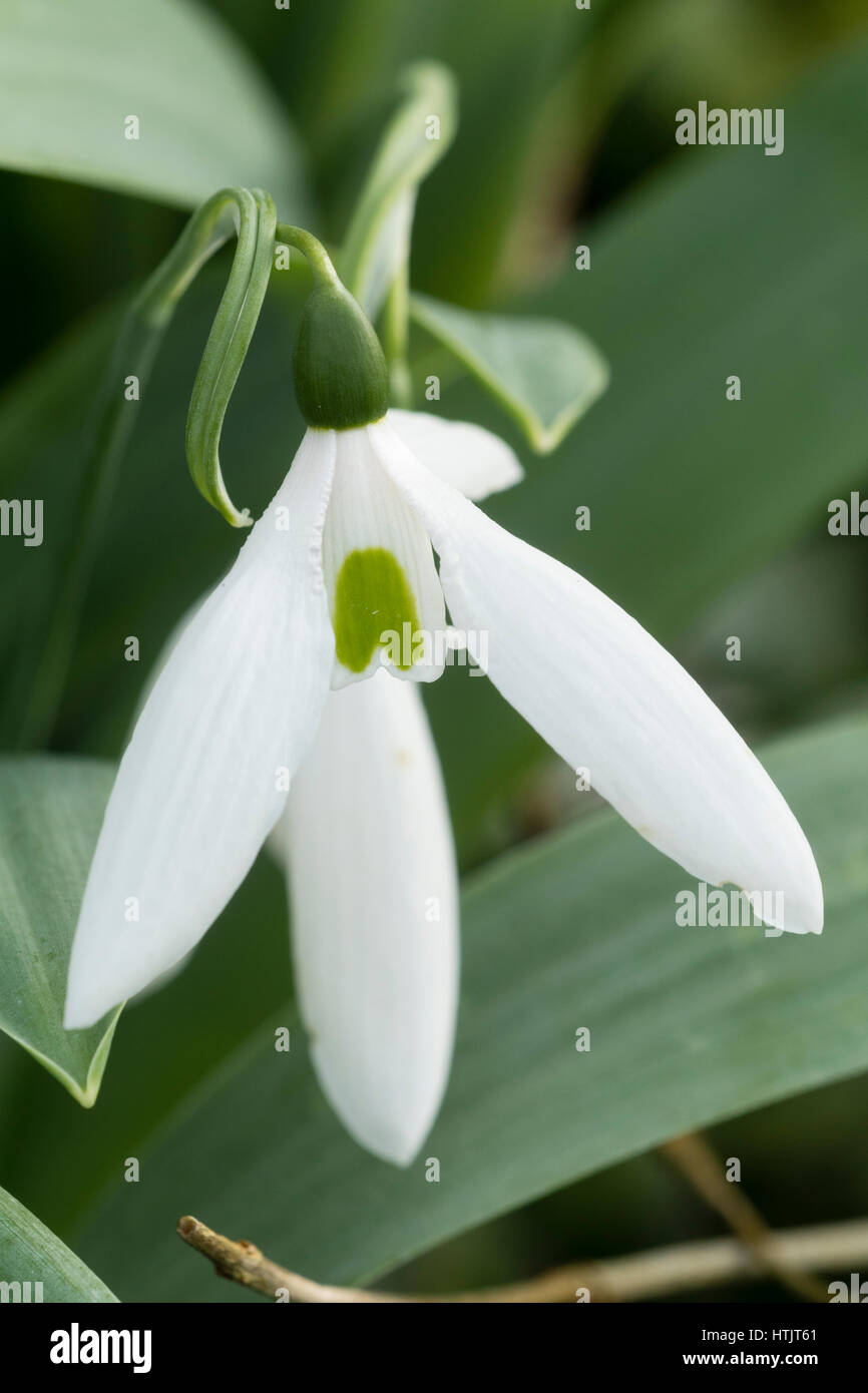 Single flower of the late blooming giant snowdrop, Galanthus elwesii ...