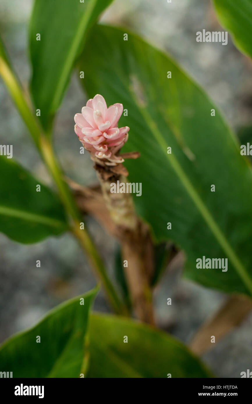 Caribbean foliage flowers forest hi-res stock photography and images ...