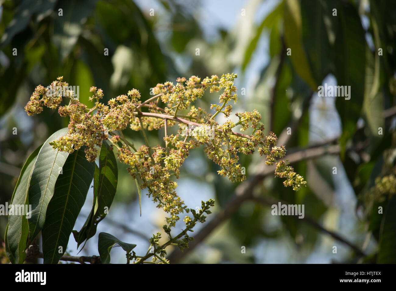 Close up of Mango tree blossoms of Mango flower Stock Photo - Alamy