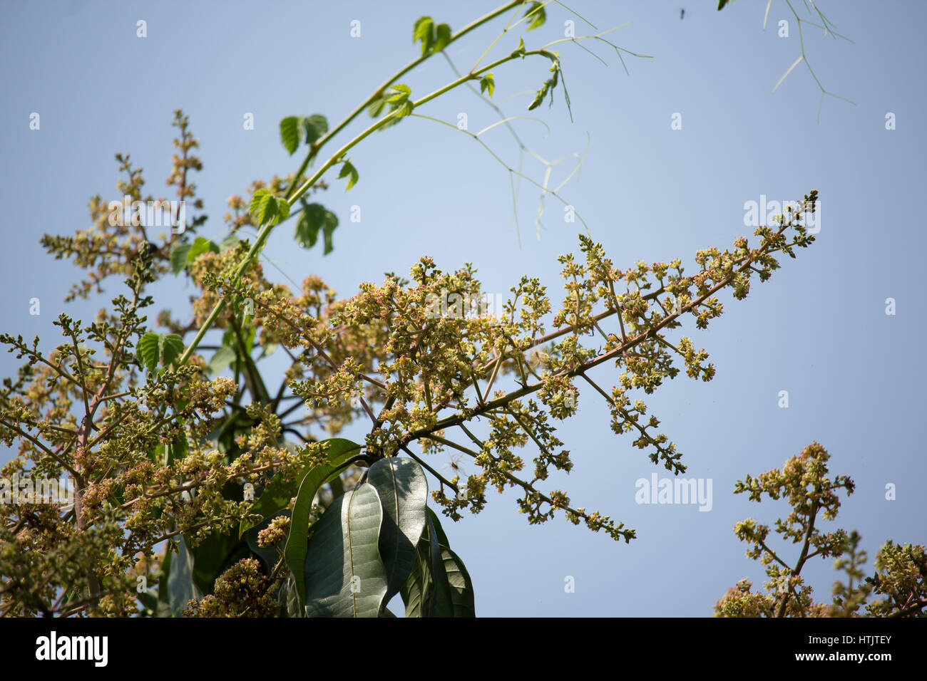 Close up of Mango tree blossoms of Mango flower Stock Photo - Alamy