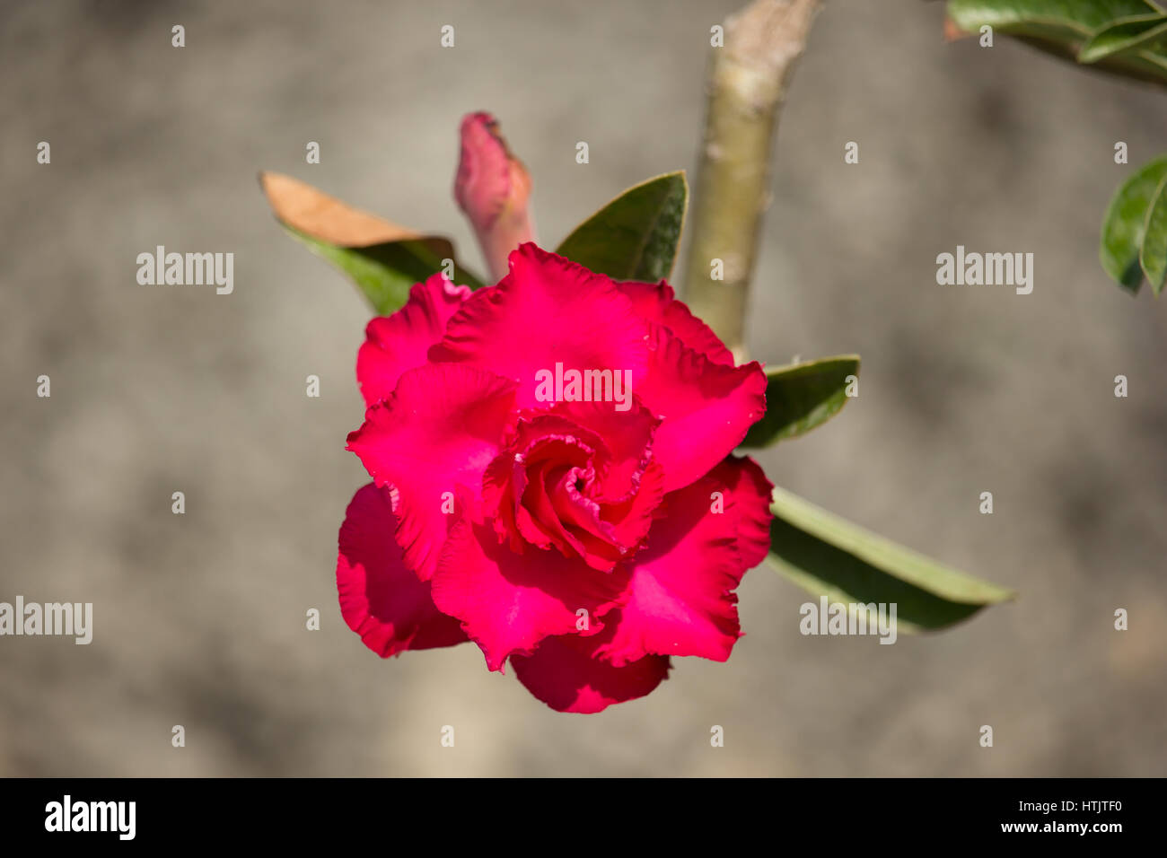 Close up of Soft Pink Desert rose flowers Stock Photo - Alamy