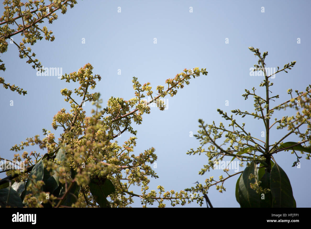 Close up of Mango tree blossoms of Mango flower Stock Photo - Alamy