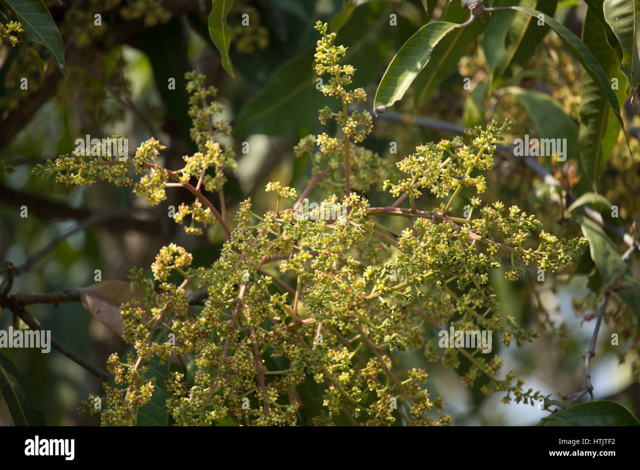 Close up of Mango tree blossoms of Mango flower Stock Photo - Alamy