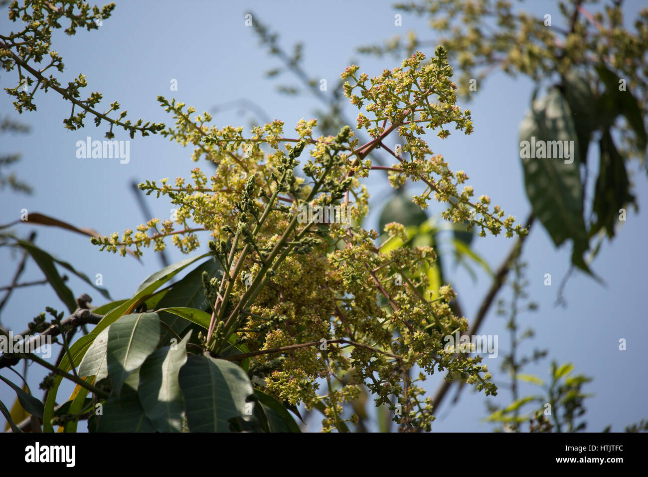 Close up of Mango tree blossoms of Mango flower Stock Photo - Alamy