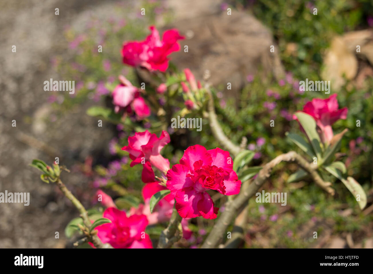 Close up of Soft Pink Desert rose flowers Stock Photo - Alamy