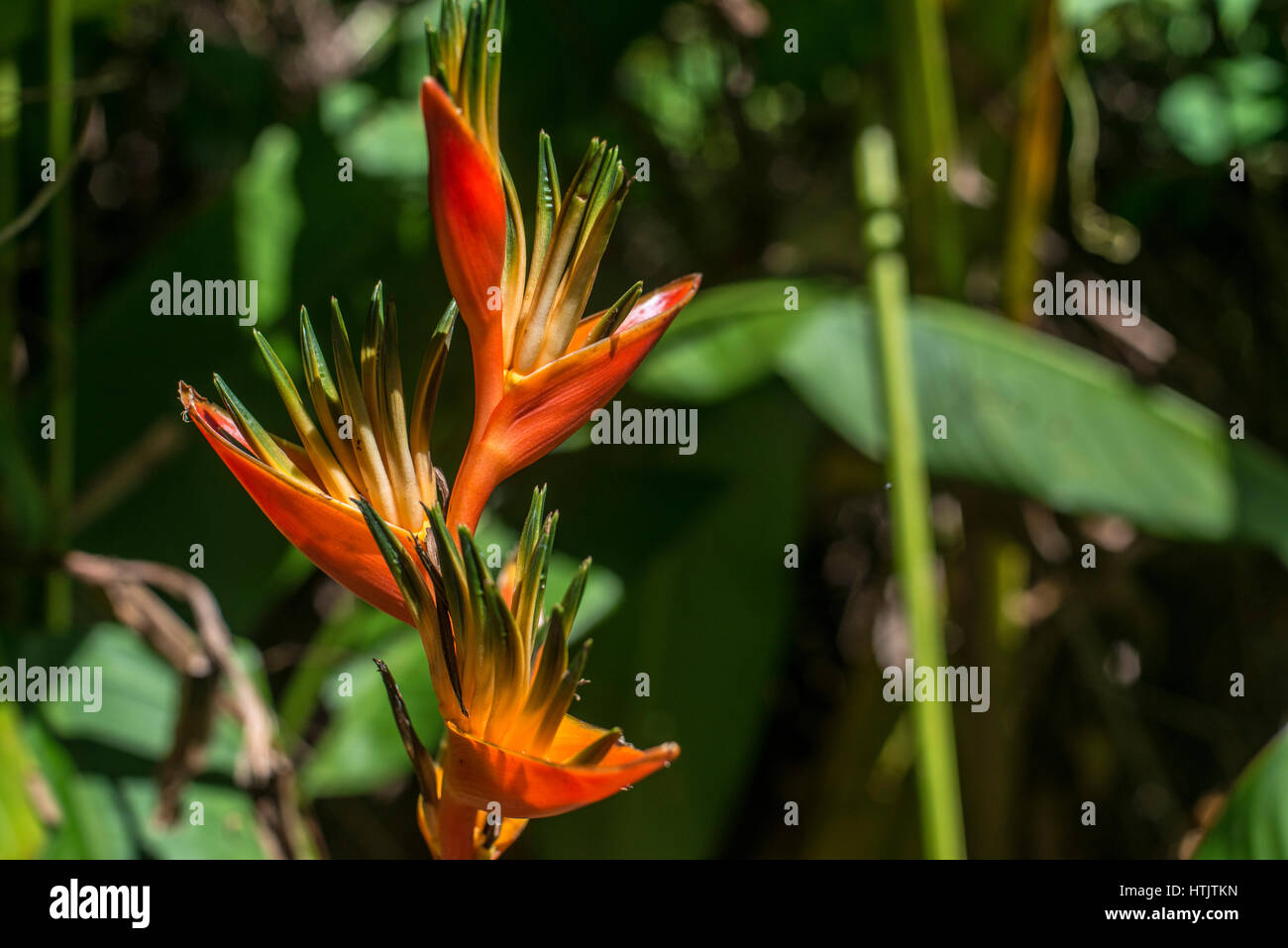 Caribbean foliage flowers forest hi-res stock photography and images ...