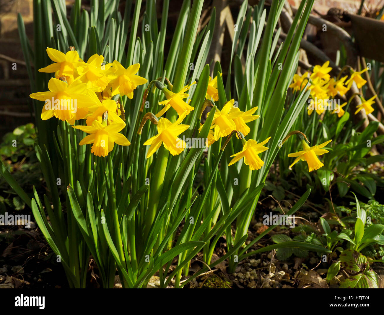 Tete atete daffodils hi-res stock photography and images - Alamy