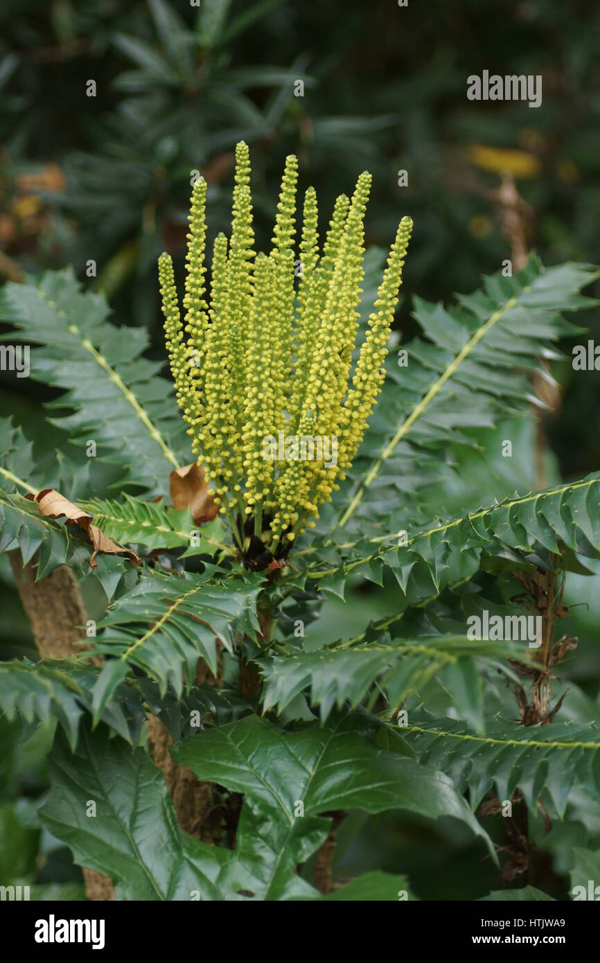 Mahonia lomariifolia hi-res stock photography and images - Alamy