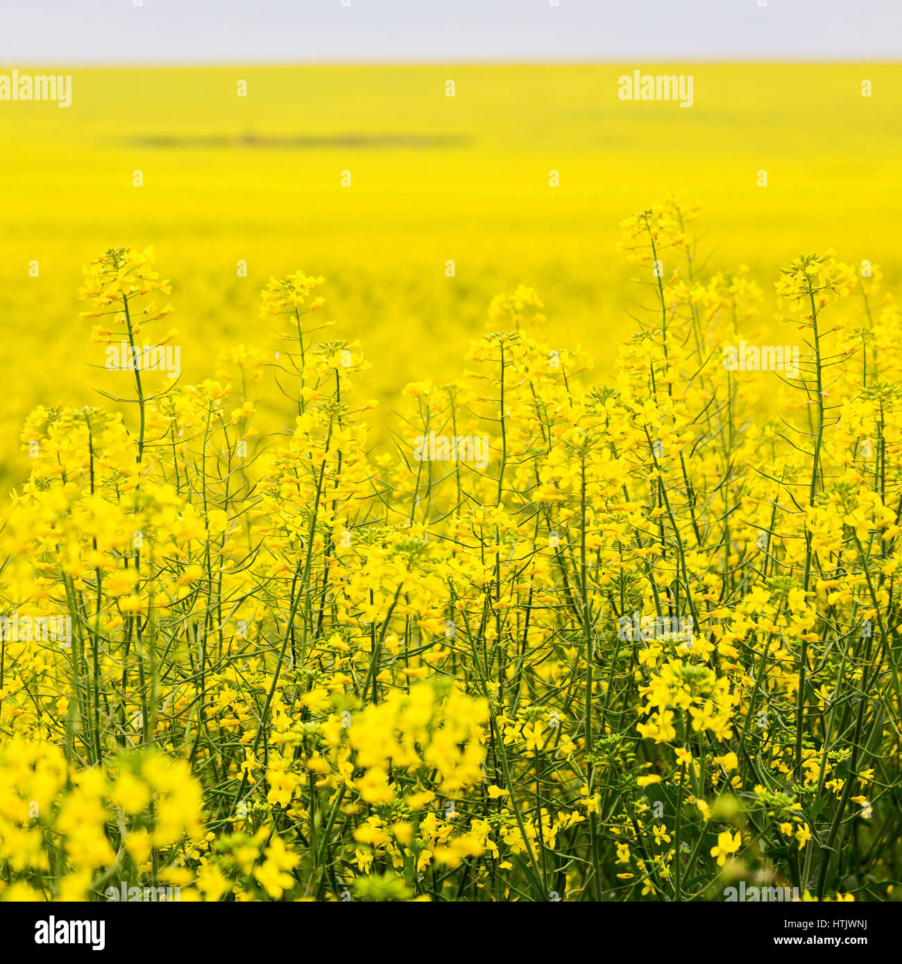 in south africa close up of the colza yellow field like texture ...