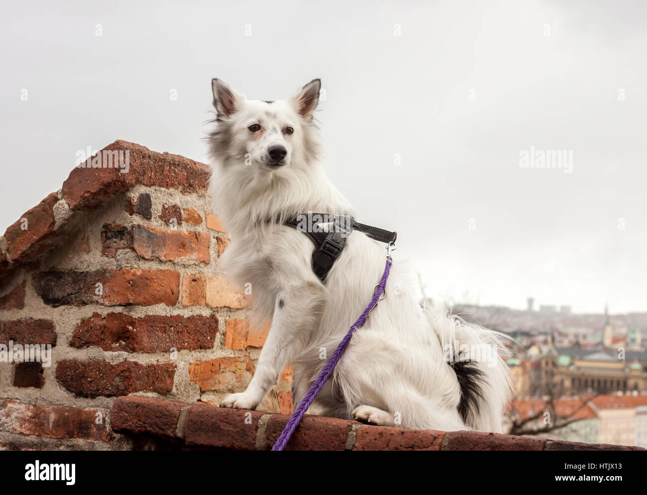 cute dog sitting on brick wall Stock Photo - Alamy