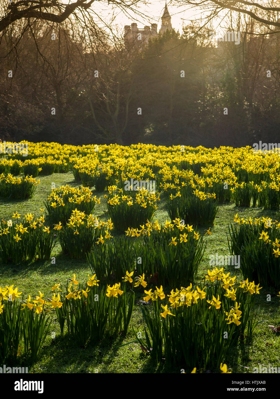 Spring time in London, with Big Ben and the Houses of Parliament Stock ...
