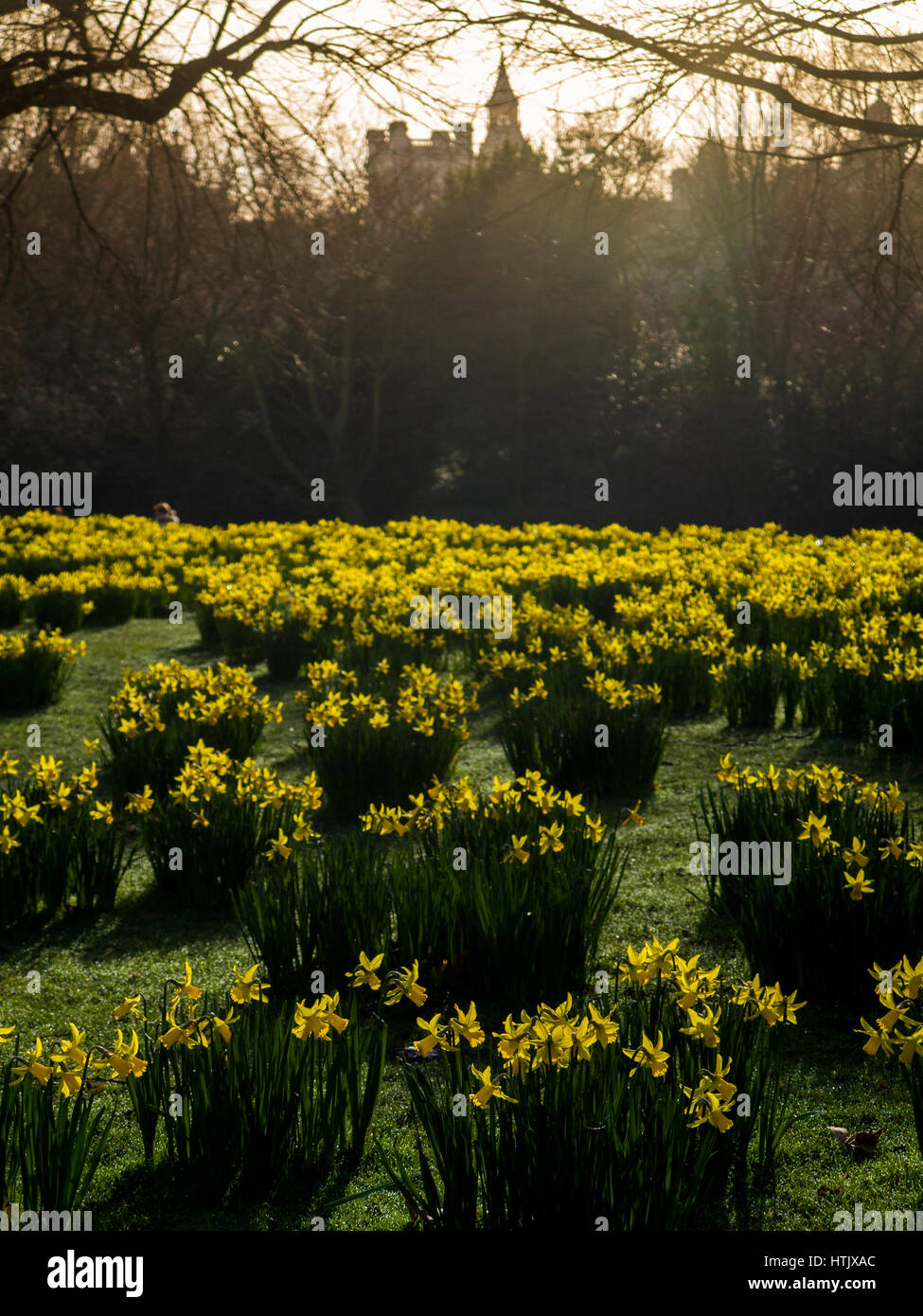 Spring time in London, with Big Ben and the Houses of Parliament Stock ...