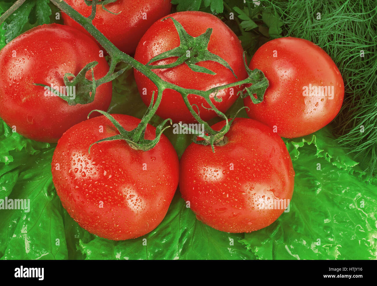 Ripe red tomatoes Stock Photo - Alamy
