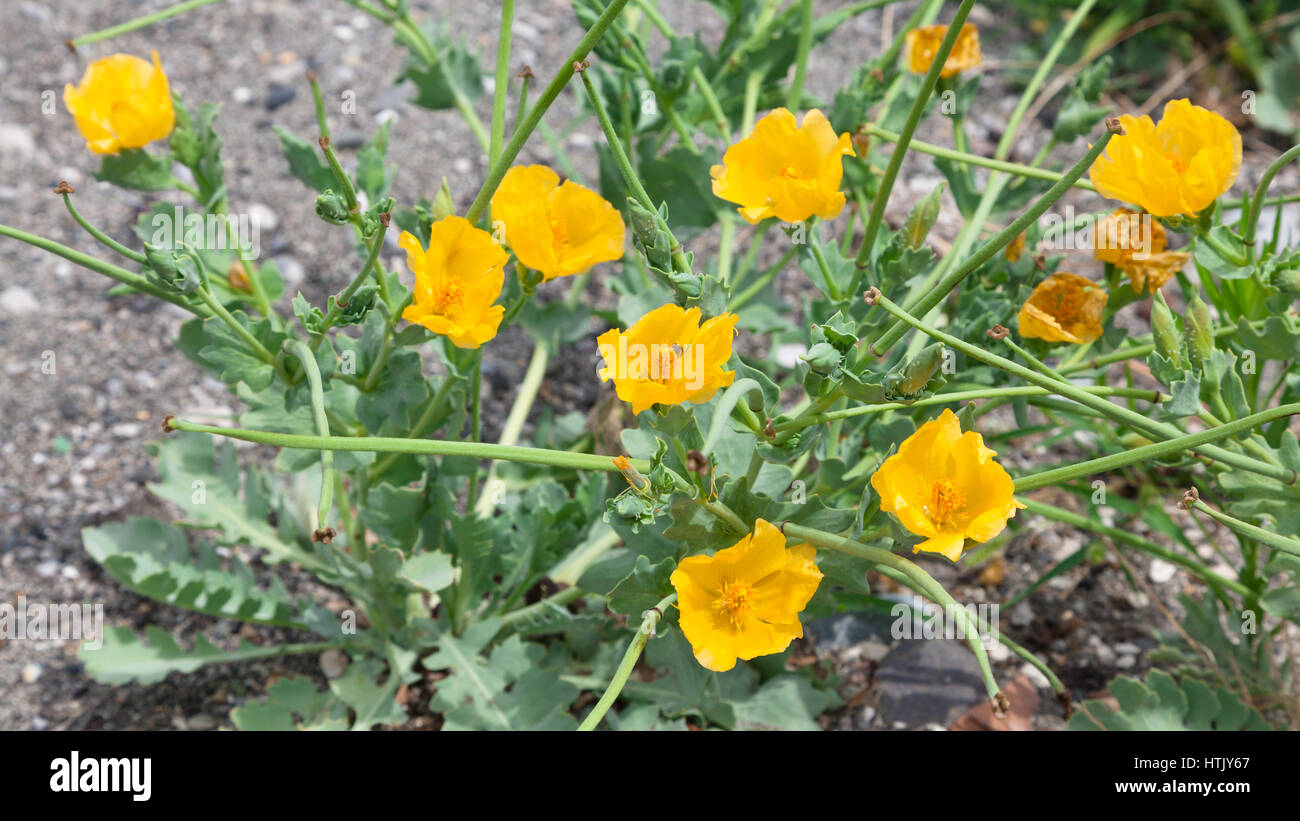 Flowering bush of wild yellow poppy Stock Photo - Alamy