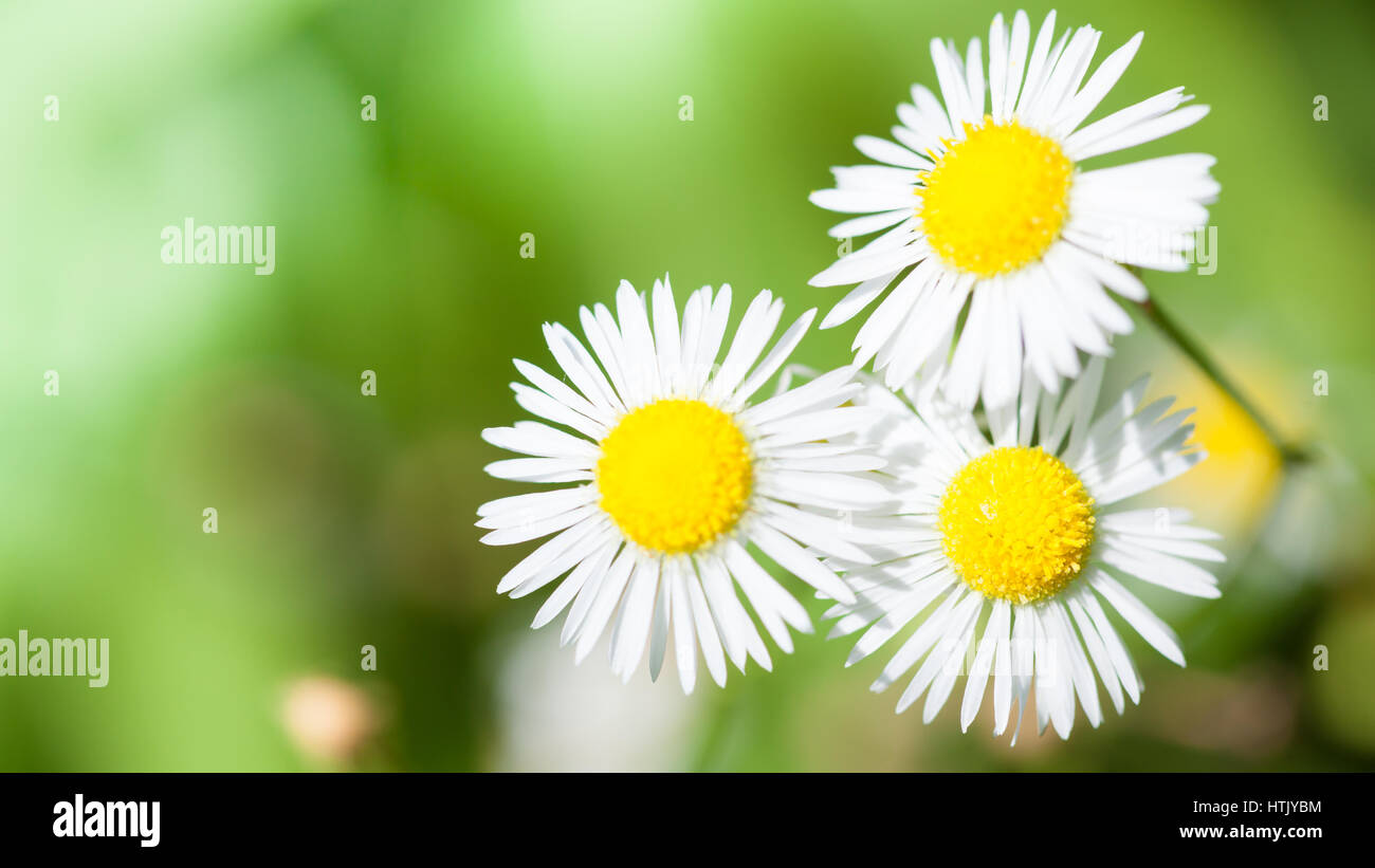 Three little daisies on a green background Stock Photo - Alamy