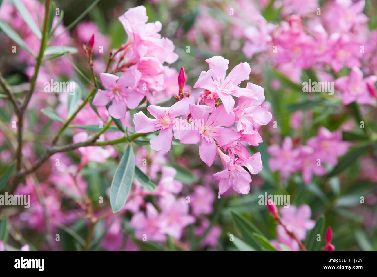 Oleander foliage hi-res stock photography and images - Alamy