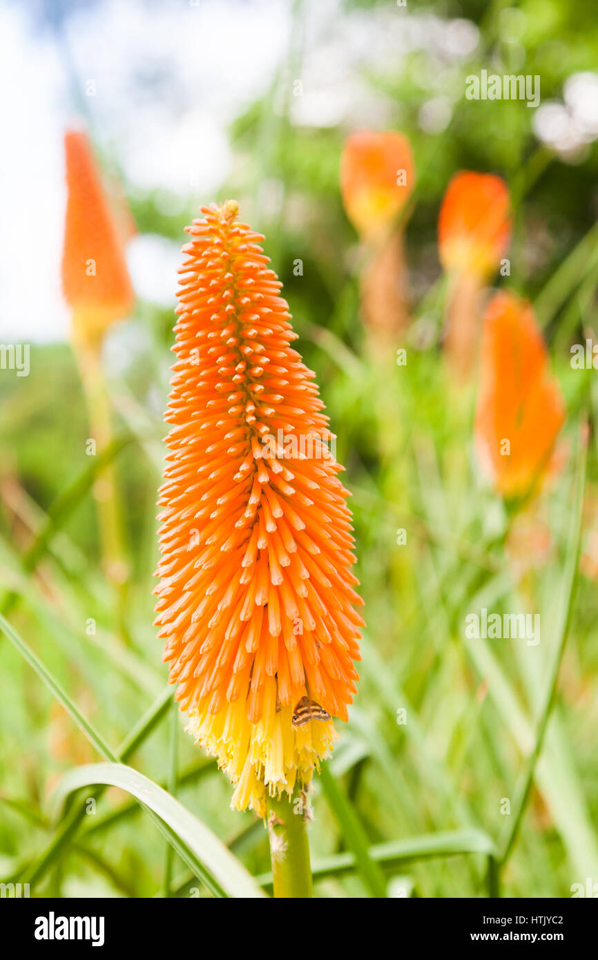 Inflorescence Kniphofia also called tritoma Stock Photo - Alamy