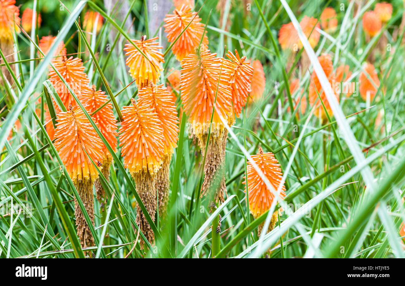 Inflorescence Kniphofia also called tritoma Stock Photo - Alamy