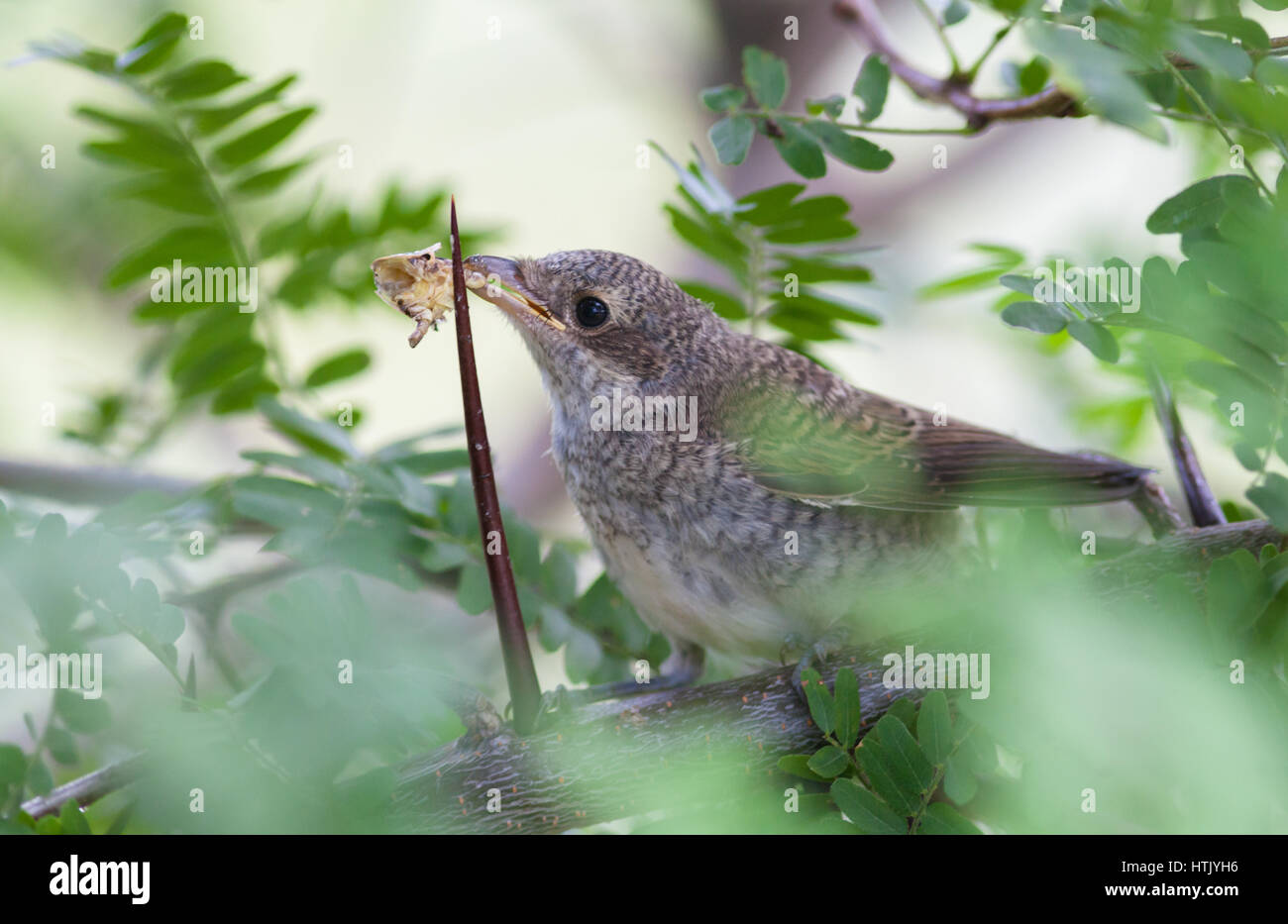 Laniidae hi-res stock photography and images - Alamy