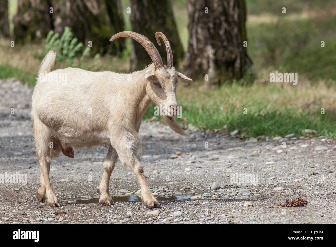 Goat are on the road Stock Photo - Alamy