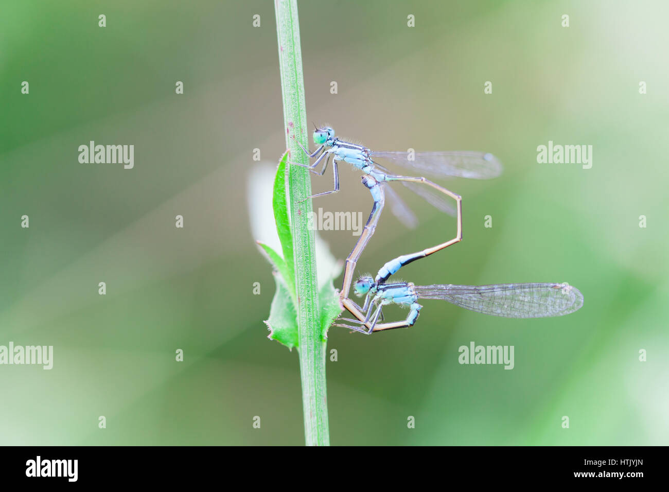 Insect on stalk hi-res stock photography and images - Alamy