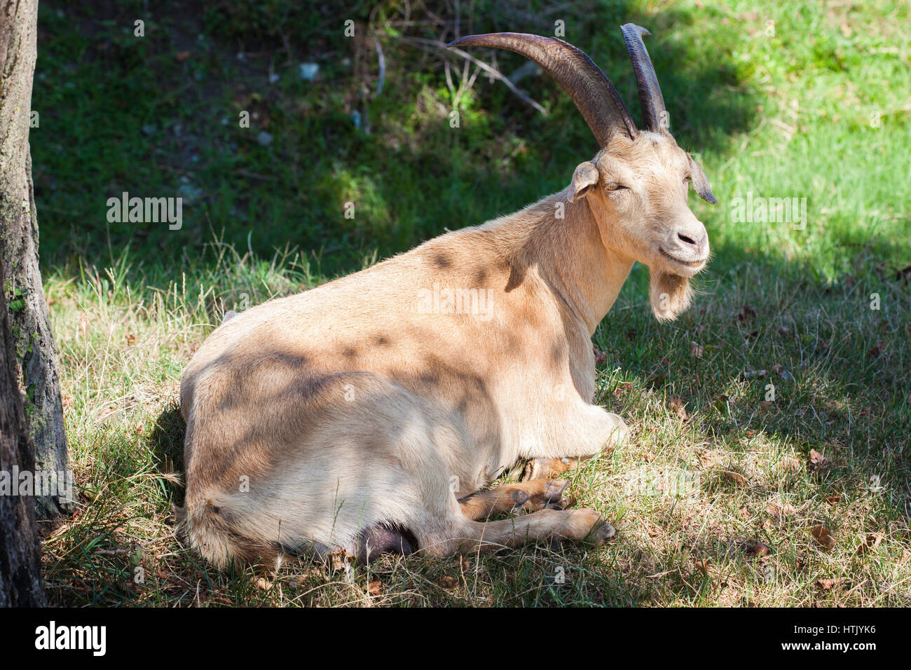 Big horn goat hi-res stock photography and images - Alamy