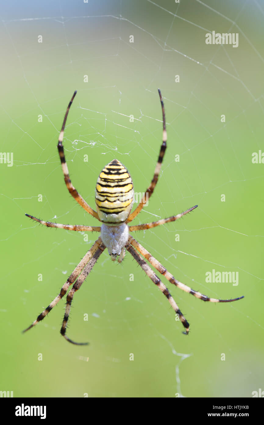 Argiope bruennichi (Wasp spider Stock Photo - Alamy