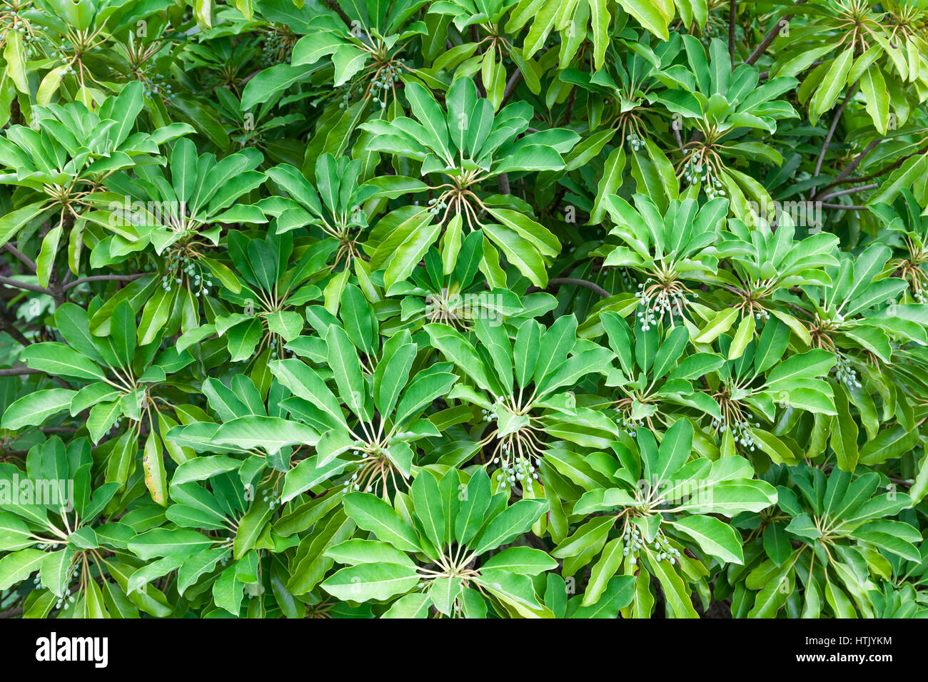 Large green leaves hi-res stock photography and images - Alamy