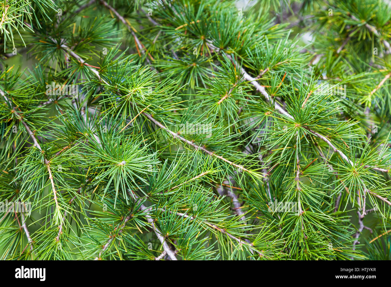 Branches of fir trees hi-res stock photography and images - Alamy