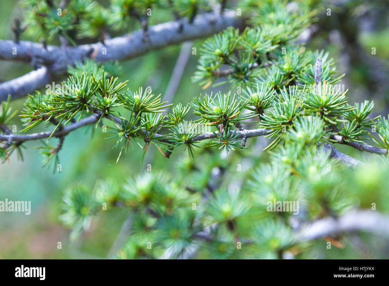 Branch with sprouts hi-res stock photography and images - Alamy