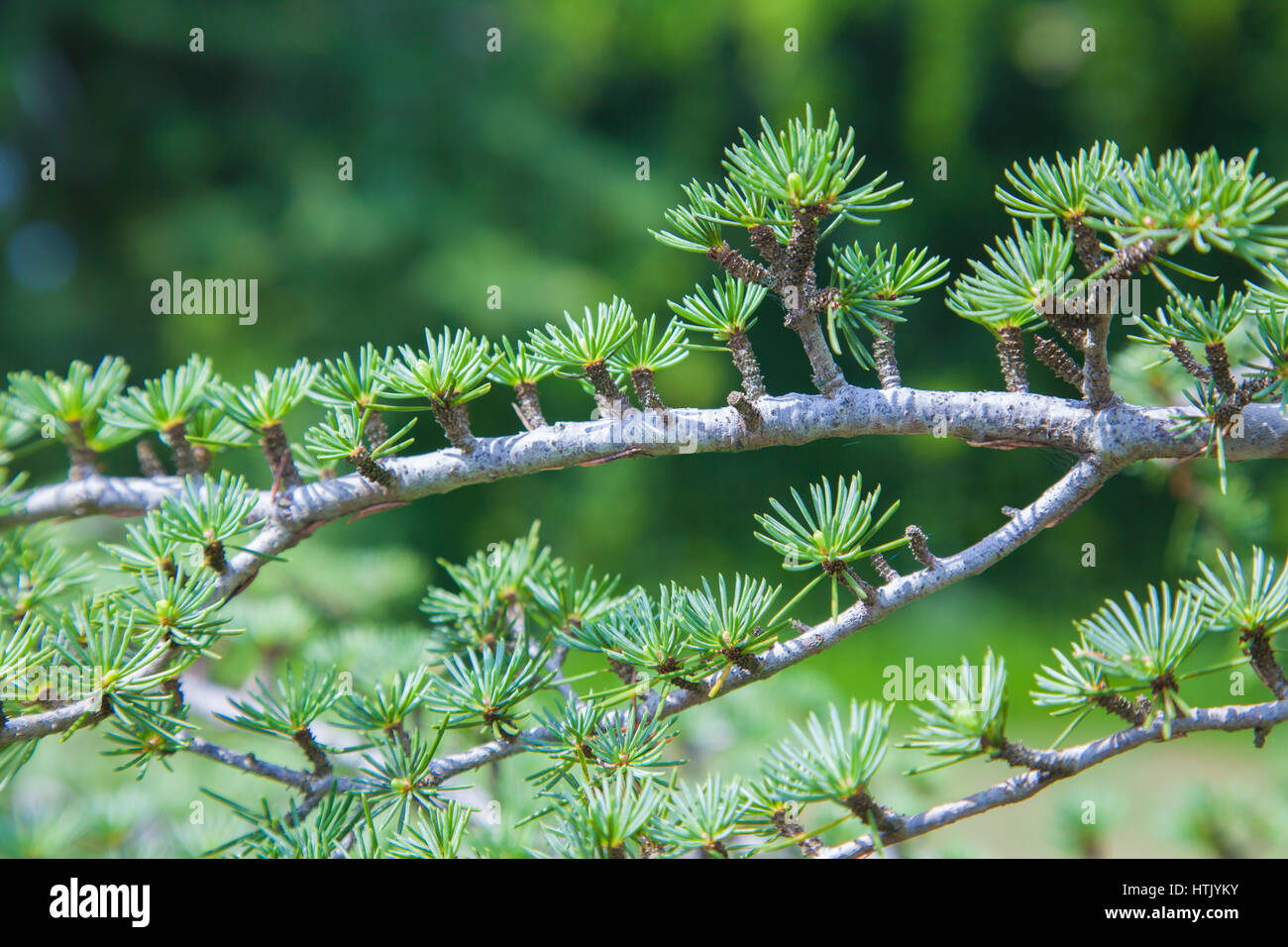 Branch with sprouts hi-res stock photography and images - Alamy