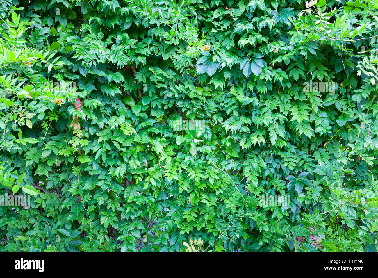 Creeping ivy plant hi-res stock photography and images - Alamy