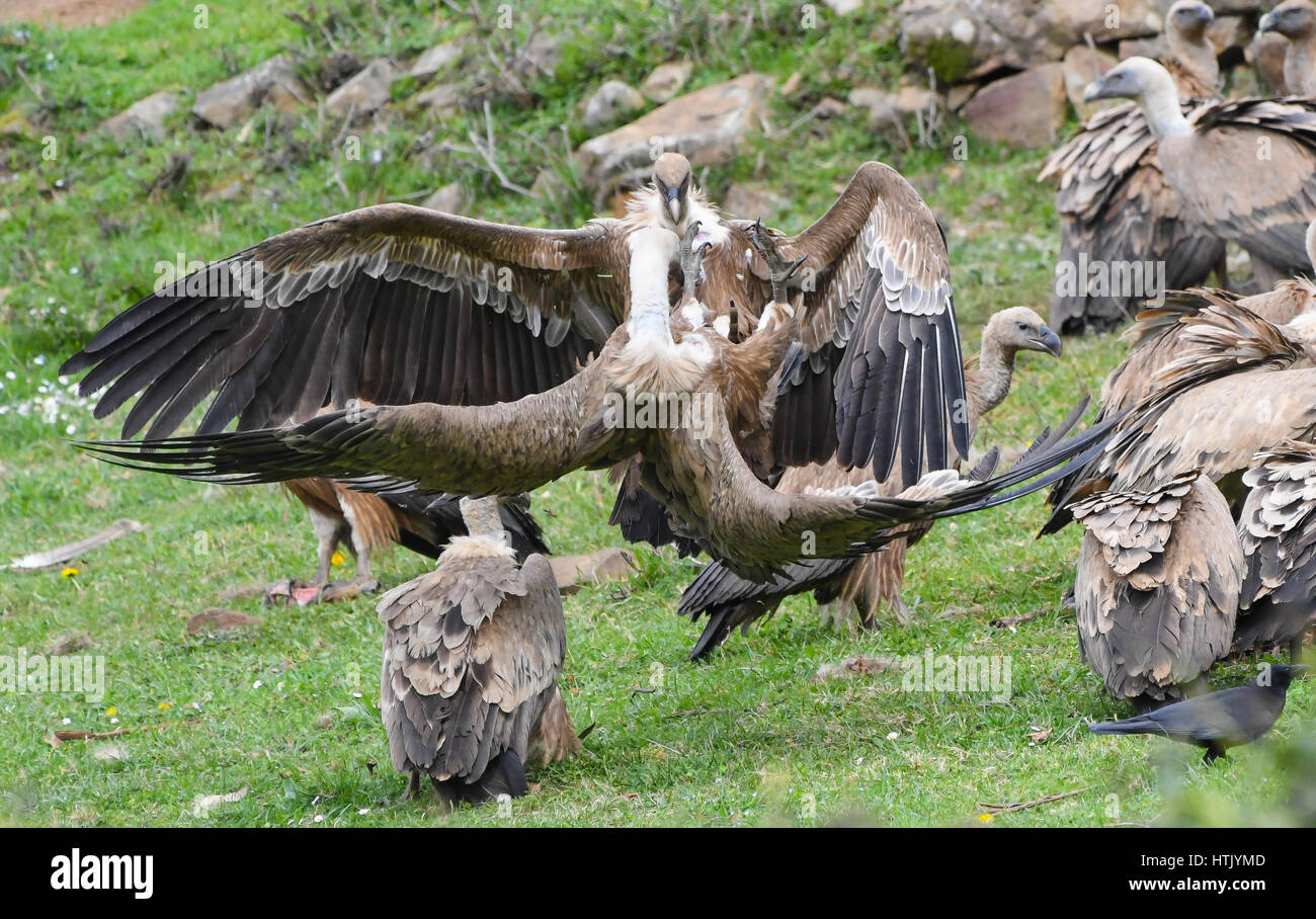 Griffon vultures devouring a corpse of sheep in Galdames Stock Photo ...