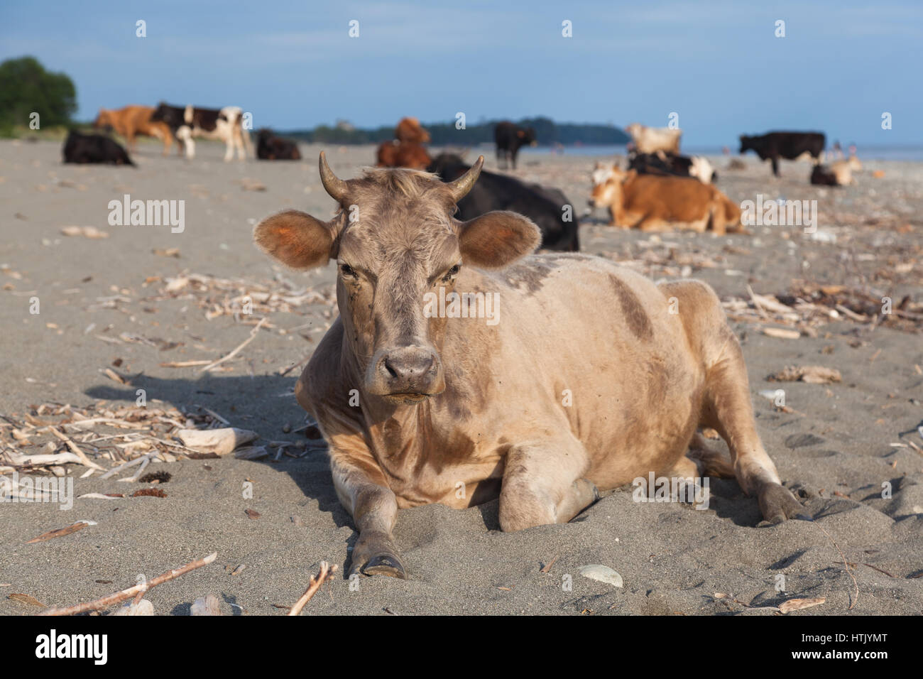Cows resting on the beach sand Stock Photo - Alamy