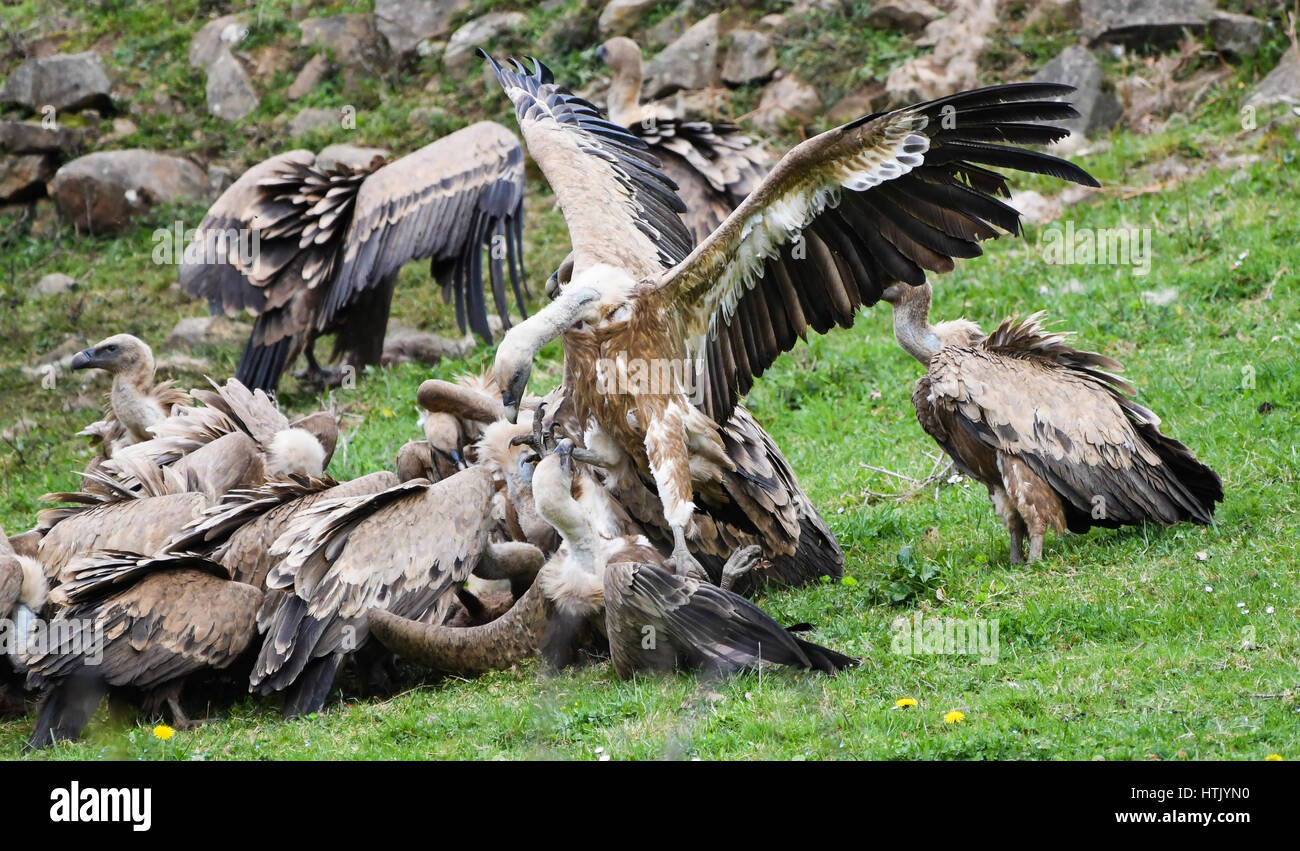 Griffon vultures hi-res stock photography and images - Alamy