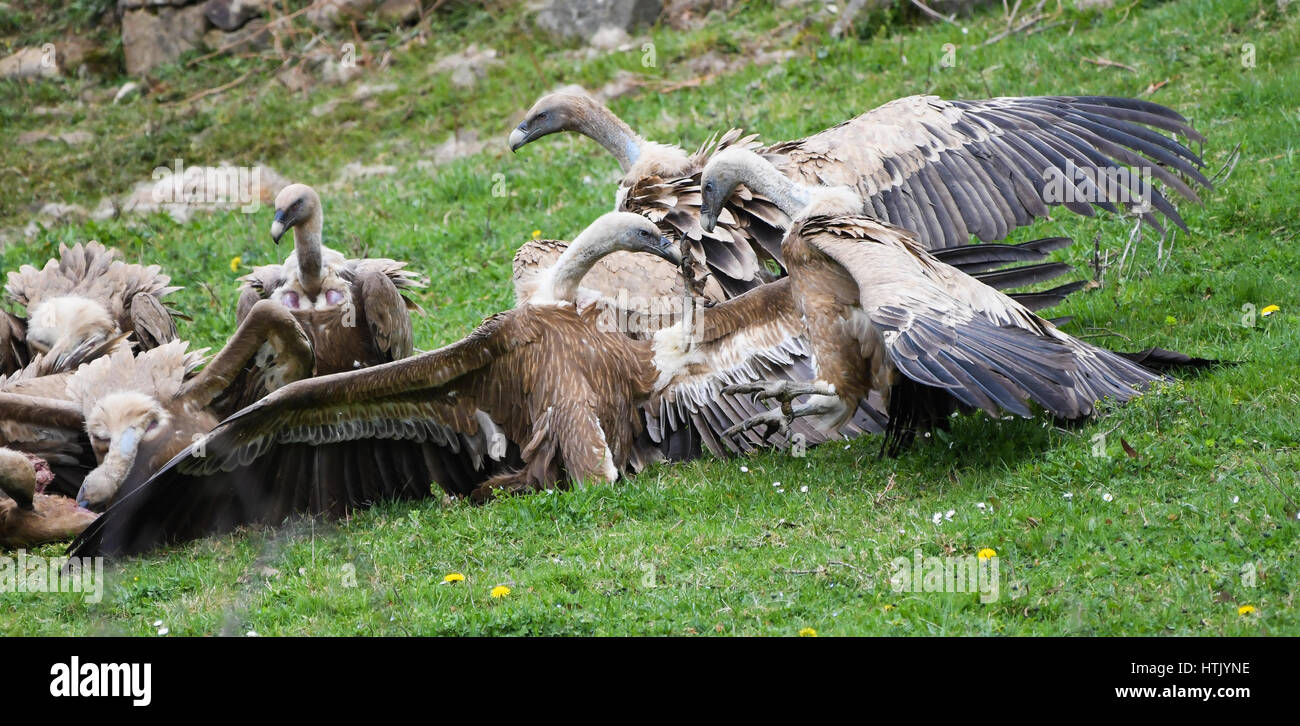 Griffon vultures devouring a corpse of sheep in Galdames Stock Photo ...