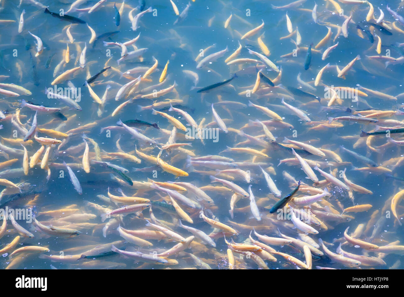 Trout floats in the pond on the fish farm Stock Photo - Alamy