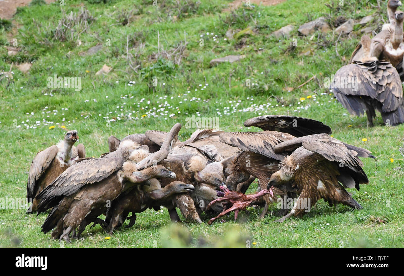 Griffon vultures devouring a corpse of sheep in Galdames Stock Photo ...