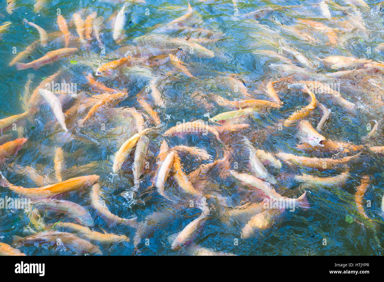Trout floats in the pond on the fish farm Stock Photo - Alamy