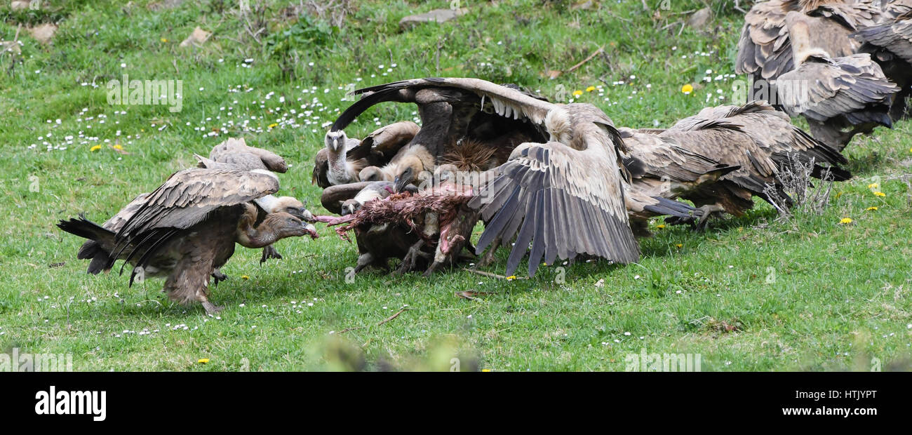 Griffon vultures devouring a corpse of sheep in Galdames Stock Photo ...