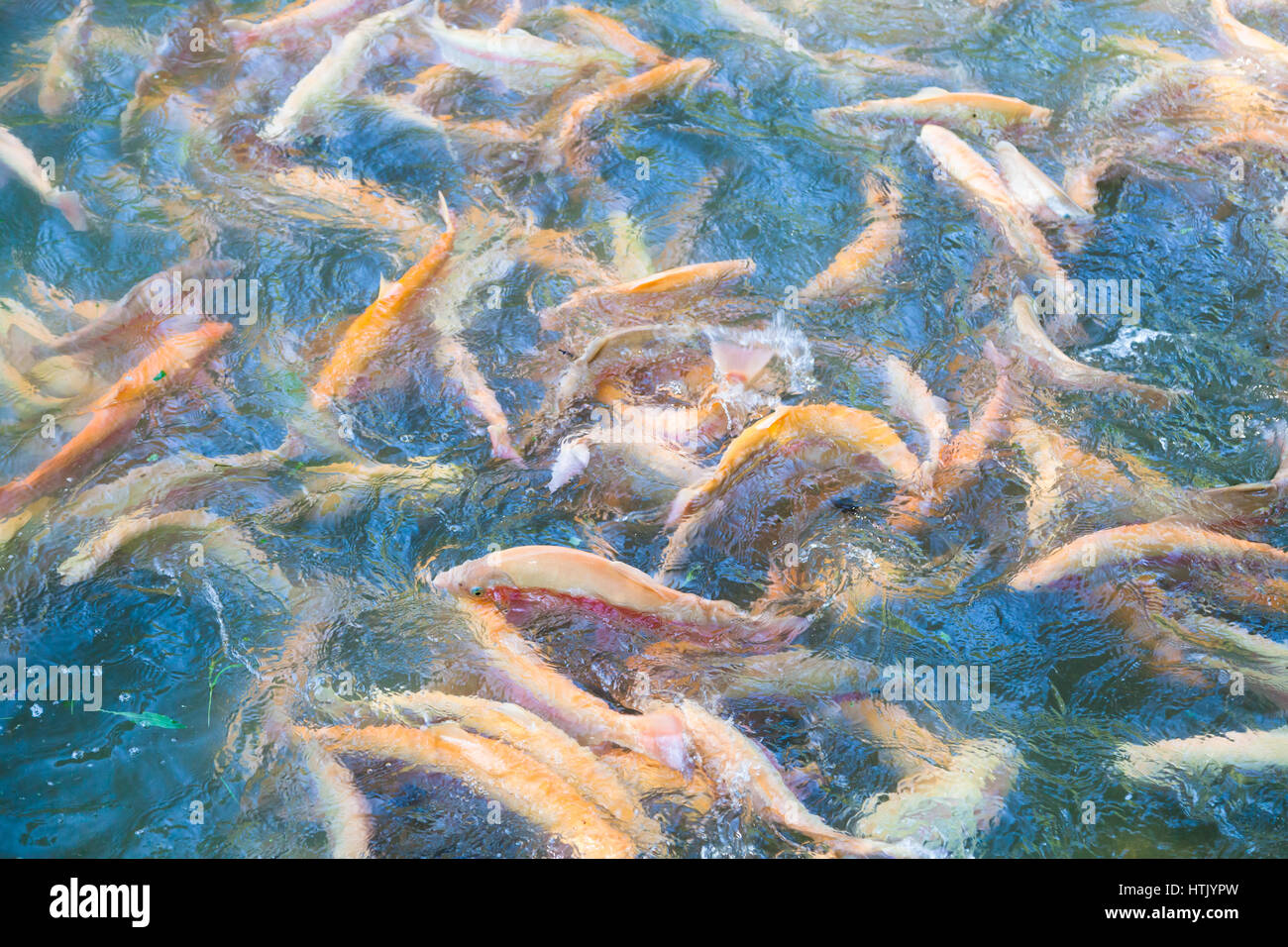 Trout pond hi-res stock photography and images - Alamy