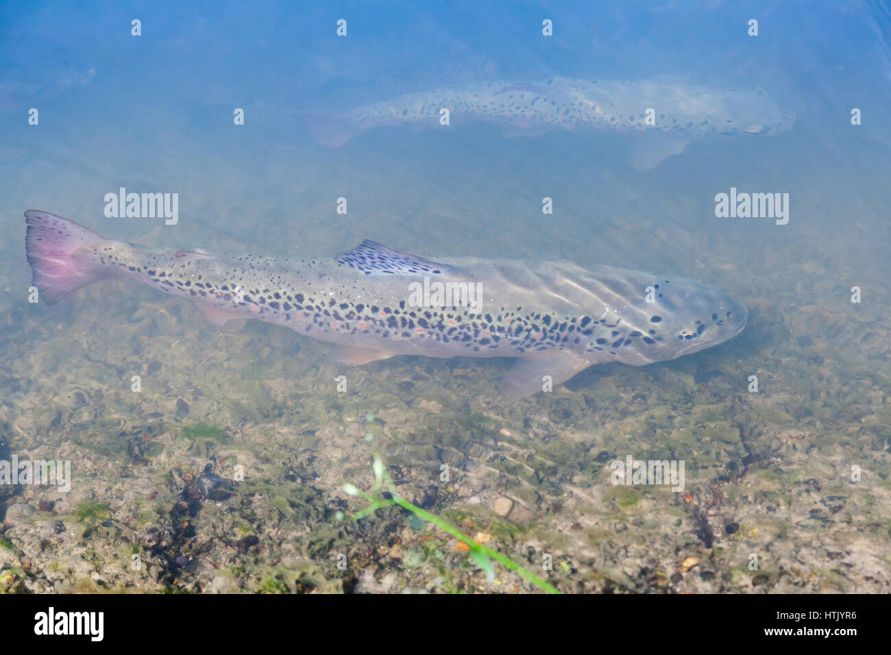 Stream production hi-res stock photography and images - Alamy