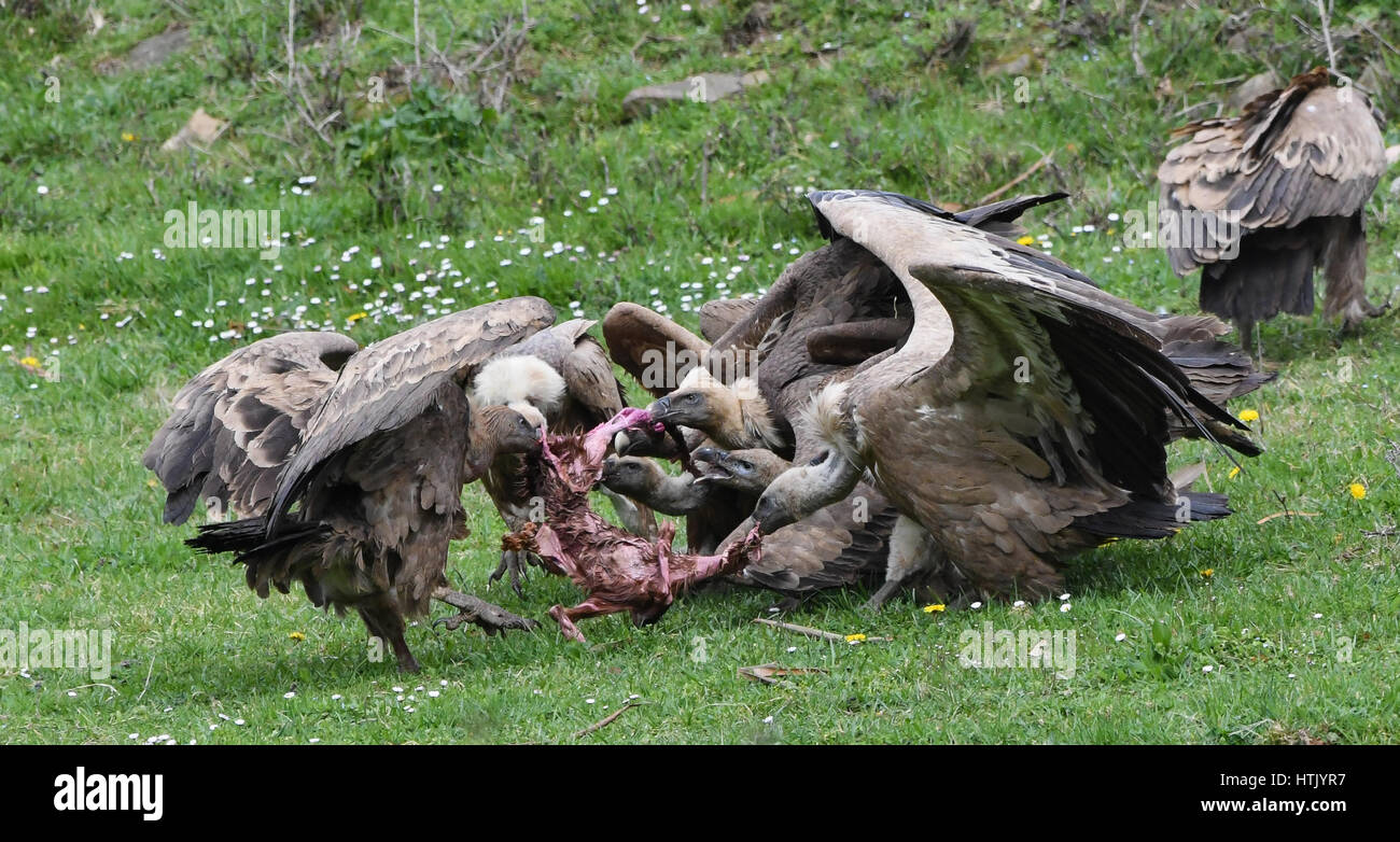 Griffon vultures devouring a corpse of sheep in Galdames Stock Photo ...