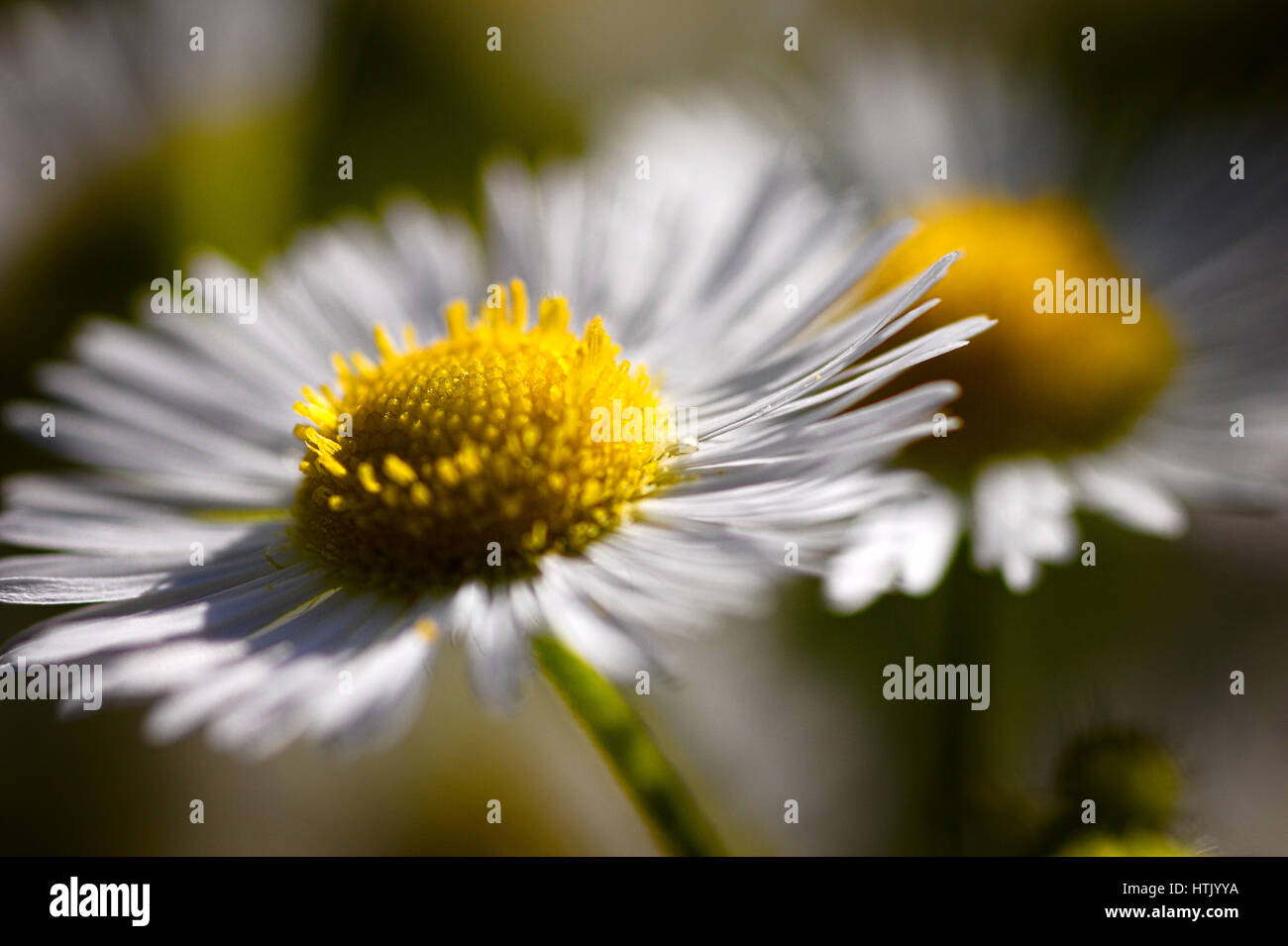 Photo of daisy flower hi-res stock photography and images - Alamy