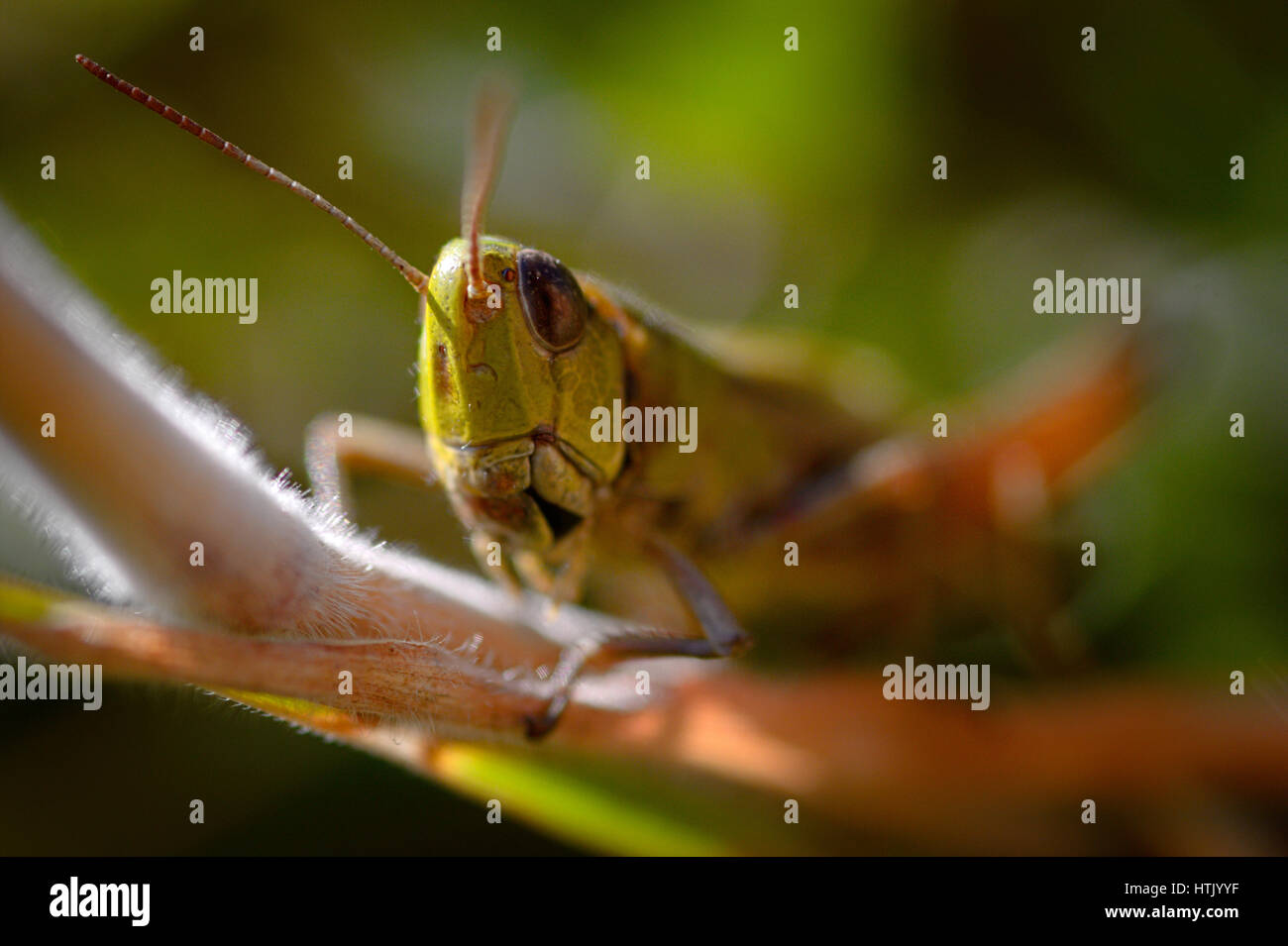 Grasshopper green hopper insect hi-res stock photography and images - Alamy