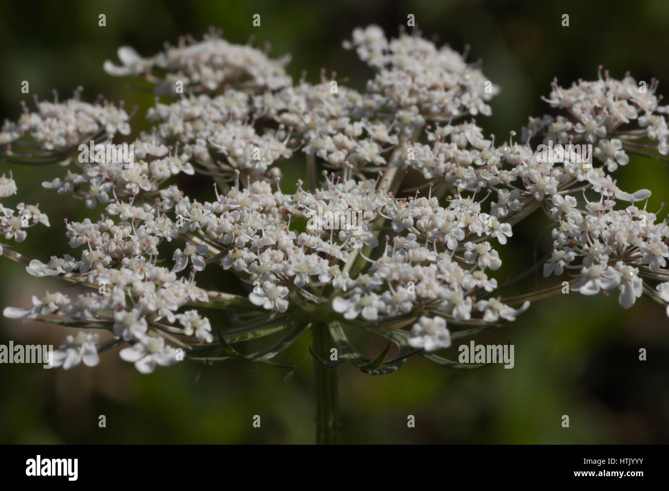 Wild Carrot (Daucus carota) wild flower / weed also known as Queen Anne ...