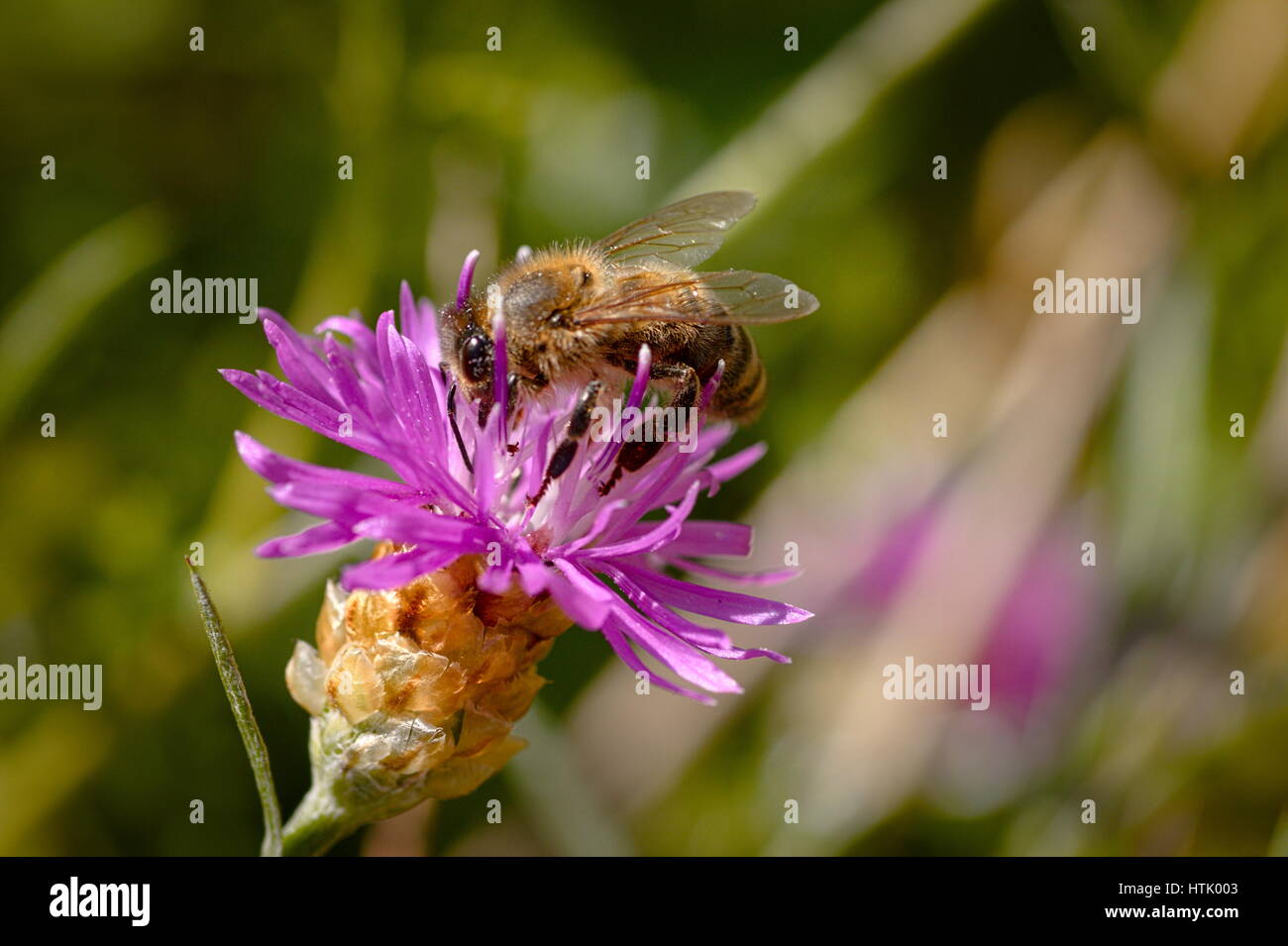 Bee pollinating a wild flower hi-res stock photography and images - Alamy