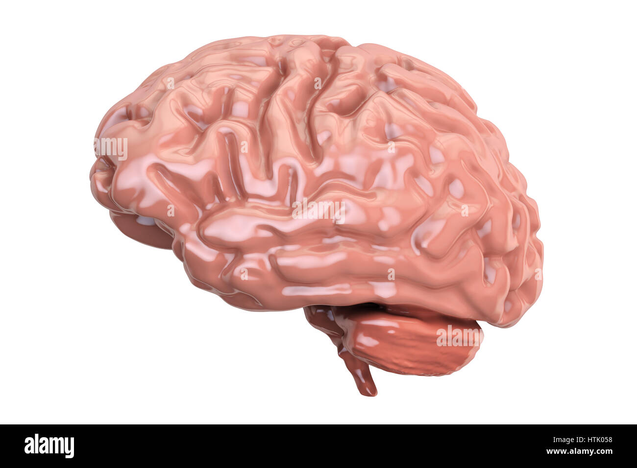 Human Brain, 3D rendering isolated on white background Stock Photo - Alamy